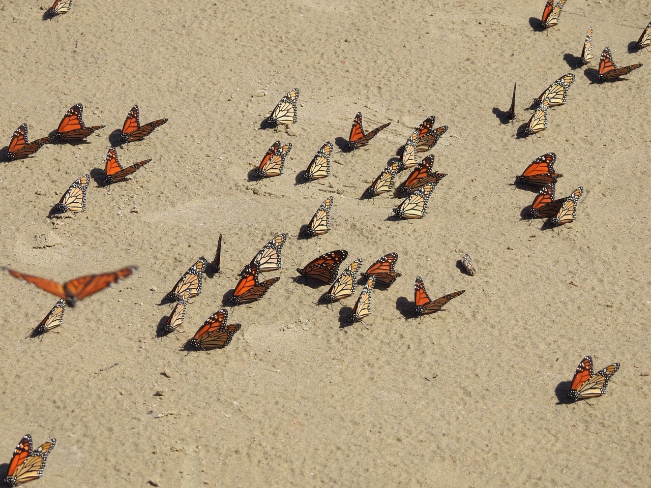 09/12/2019 Impressive Numbers of Monarchs Witnessed